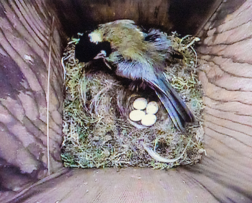 Nesting time | DarkEyedMary | Blipfoto