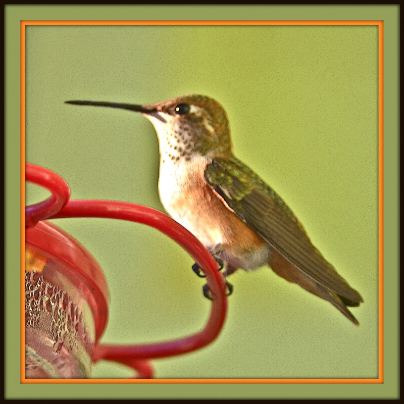 Hummer humming a tune.... | tookie | Blipfoto