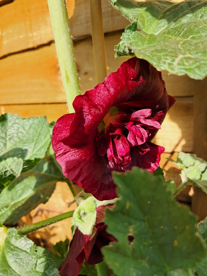 Hollyhock. | Midlander | Blipfoto