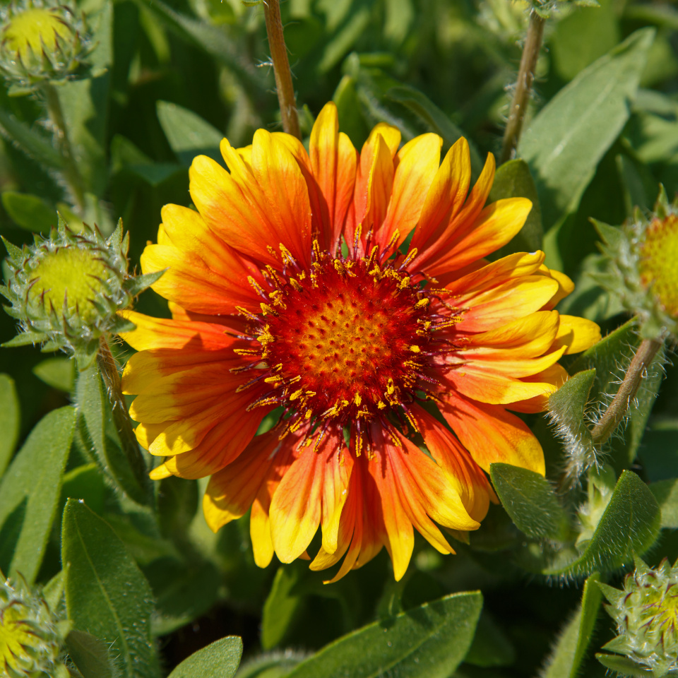 Gallardia | Nanzy19 | Blipfoto