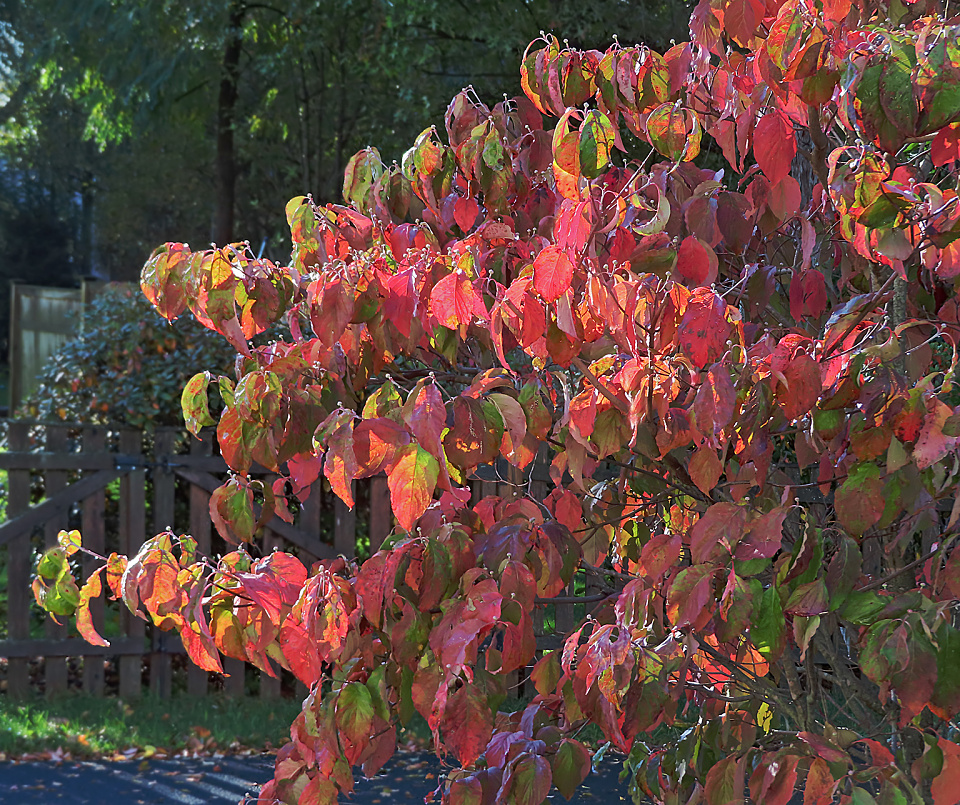 Dogwood Color | VandeGraaff | Blipfoto