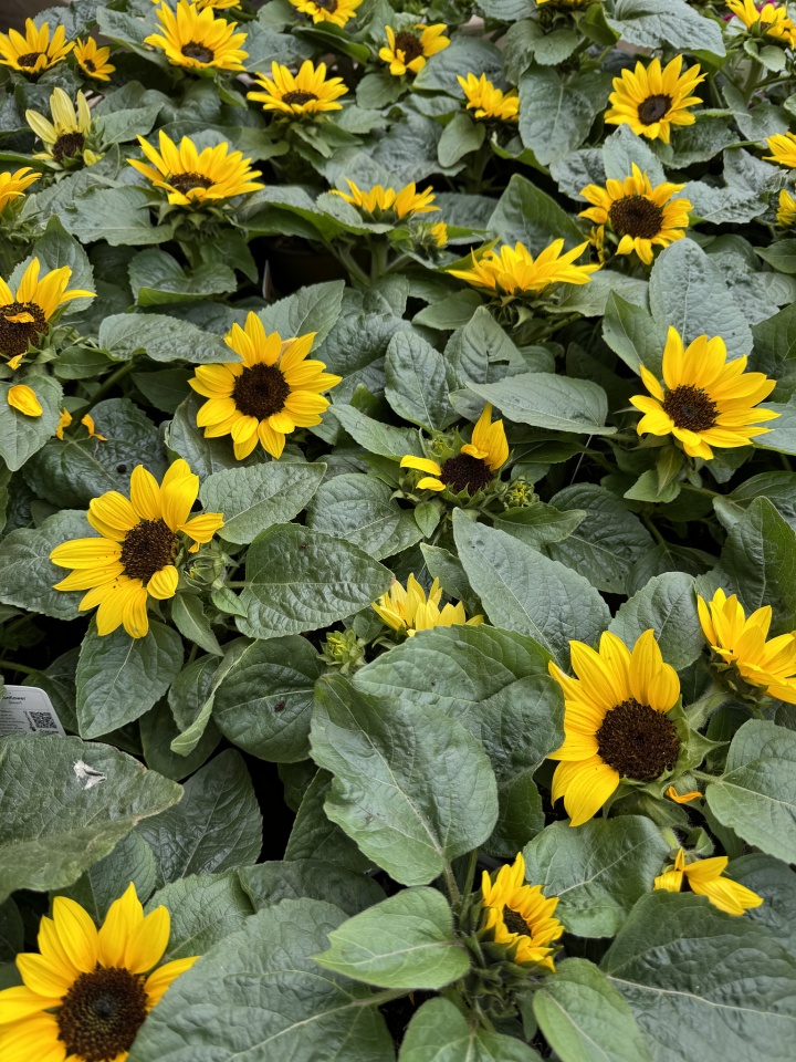 TRIP TO THE GARDEN CENTER | sunflower | Blipfoto