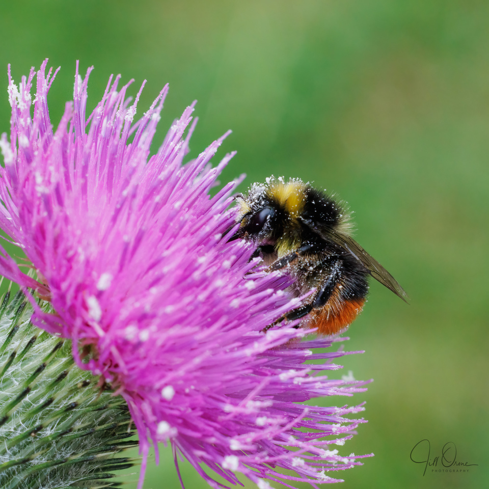 Red-tailed male | JDO | Blipfoto