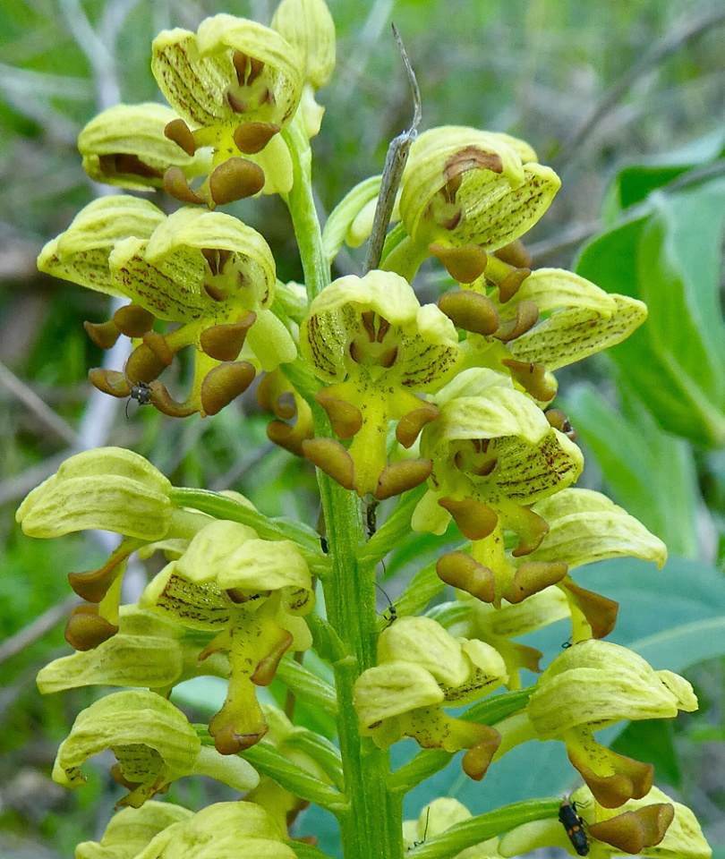 Orchis punctulata | janepetleyjones | Blipfoto
