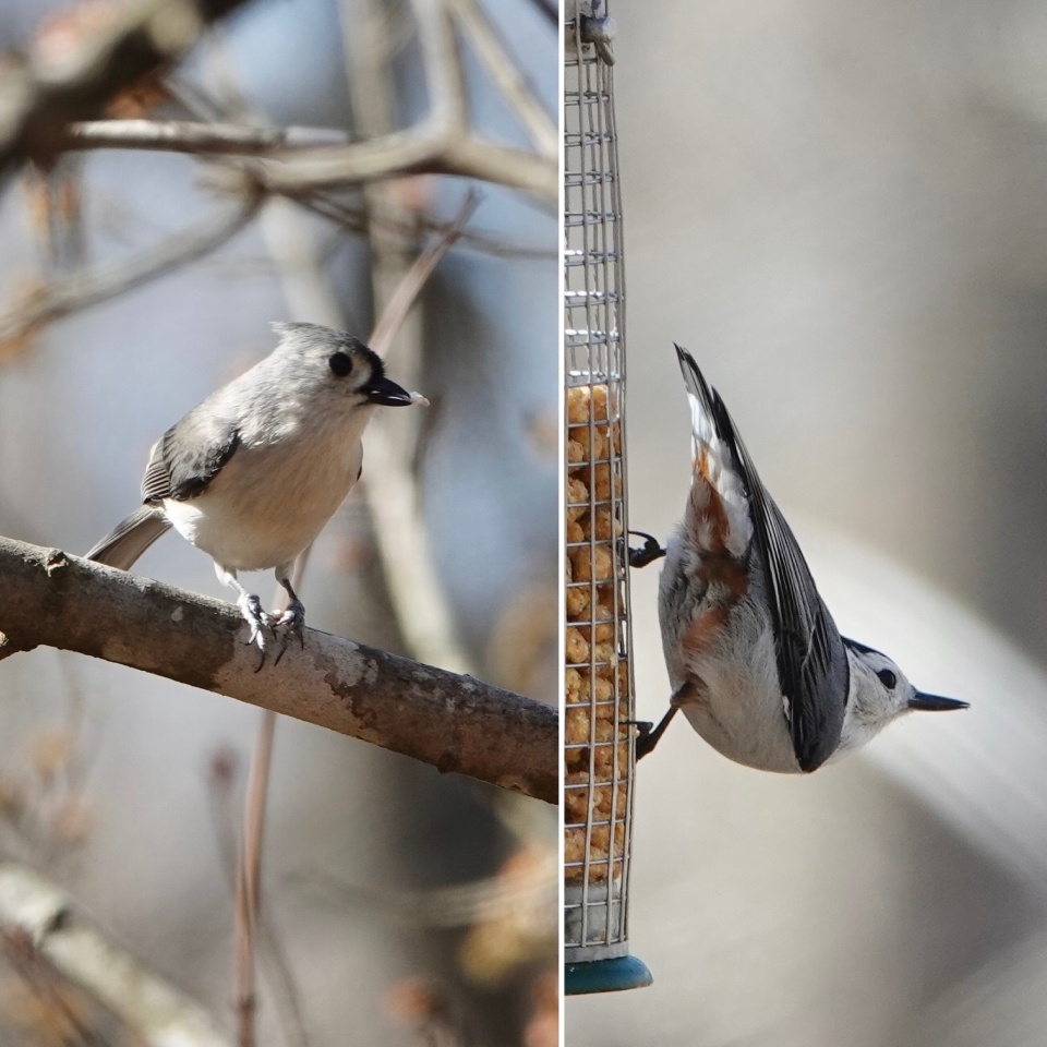 Titmouse and Nuthatch | Kimb | Blipfoto