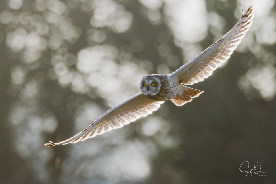 Golden hour | JDO | Blipfoto