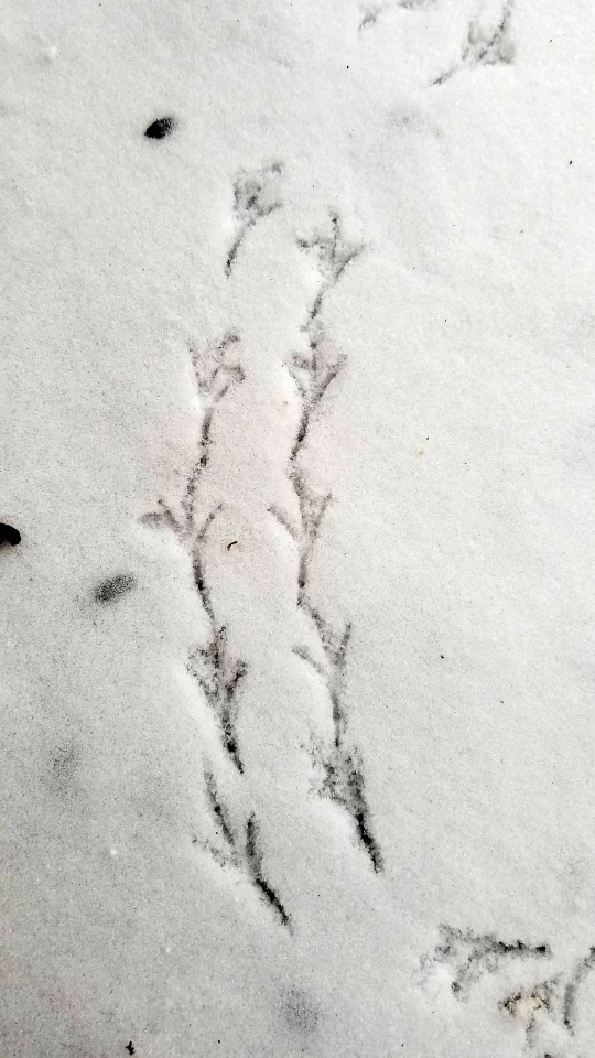 Bird tracks! | Naturelover | Blipfoto