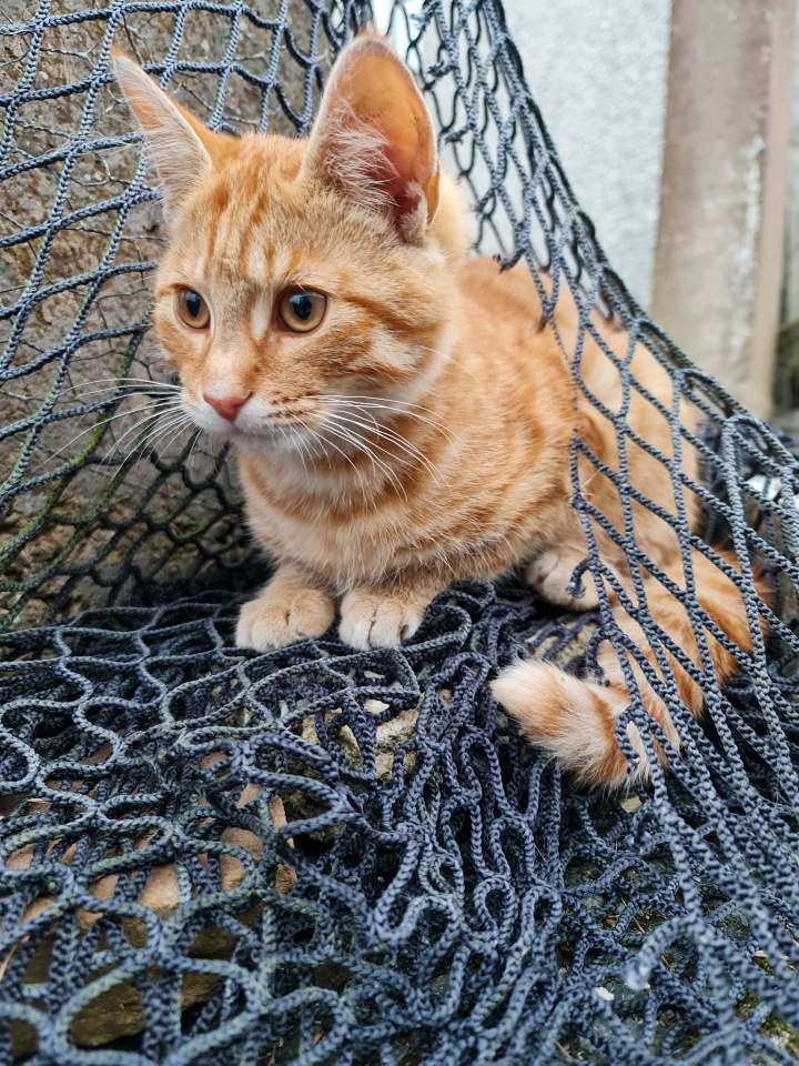 Cat in a Net | ZE1Christie | Blipfoto