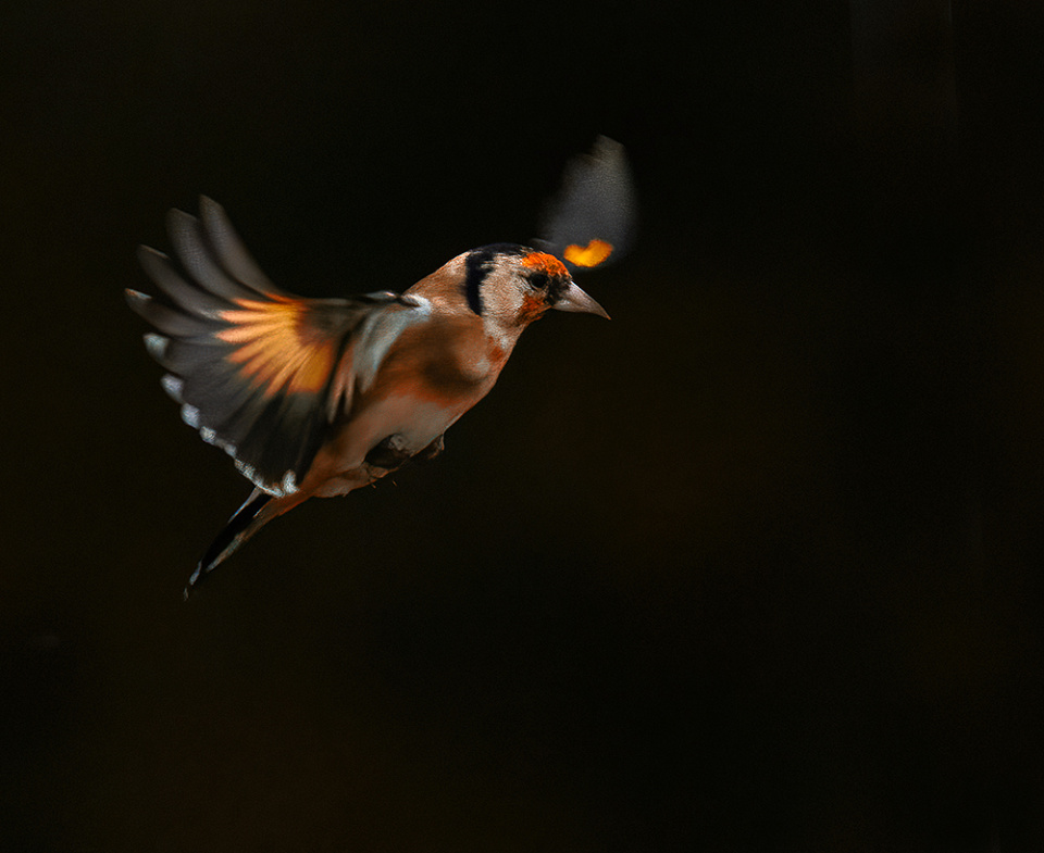 All Gold | Hillyblips | Blipfoto