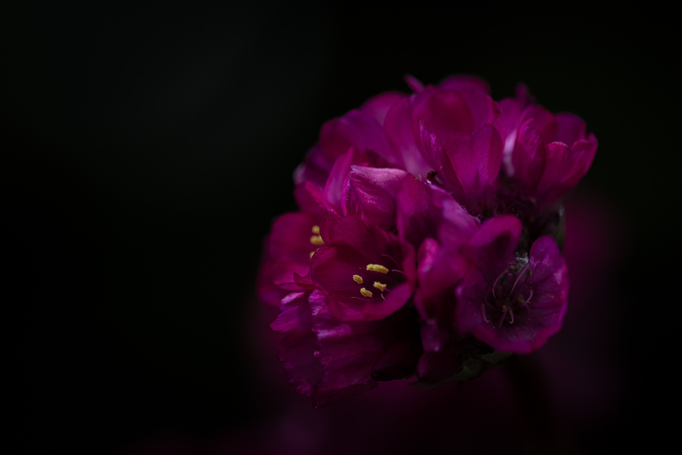 Thrift | AH14 | Blipfoto