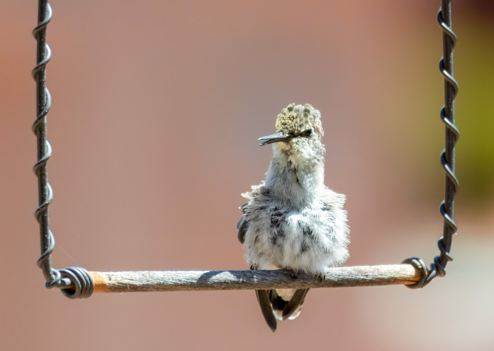 Baby hummer | laurie54 | Blipfoto