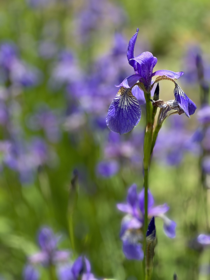 Siberian Iris | Kimb | Blipfoto
