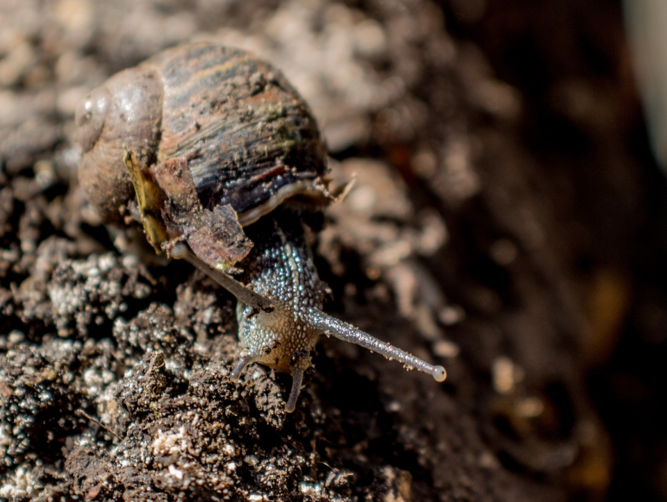 Brian The Snail | Ukulelehayley | Blipfoto