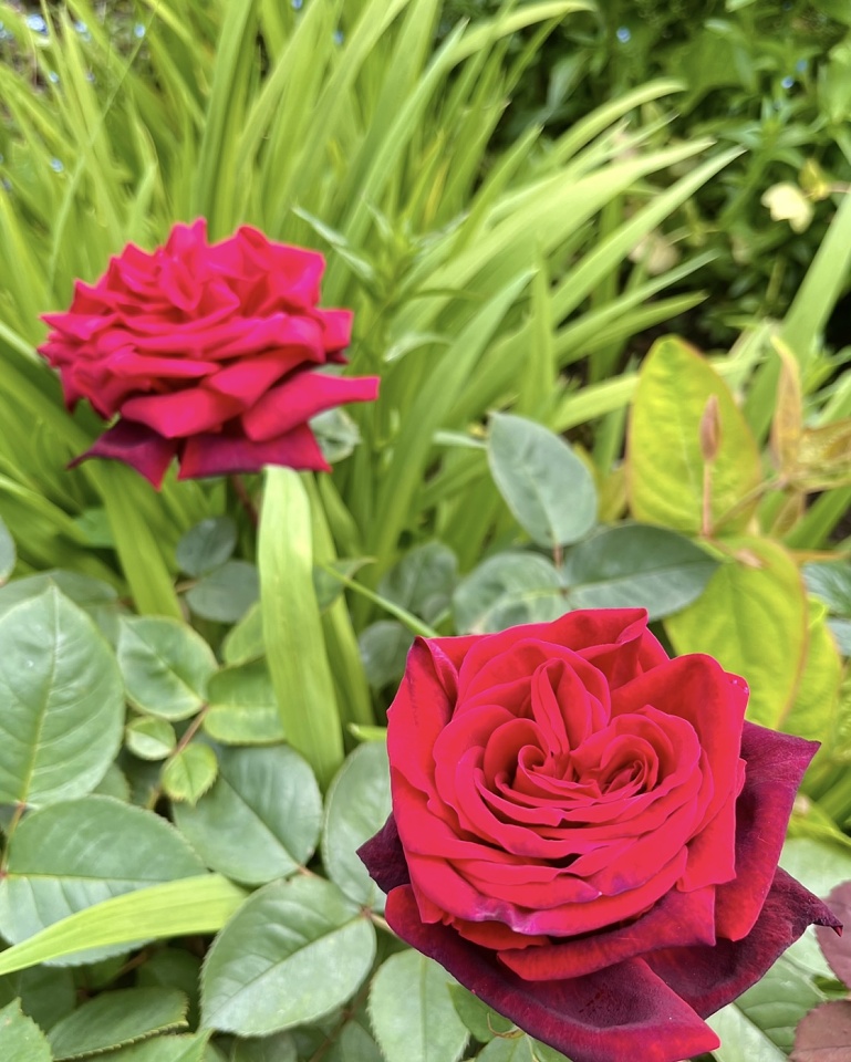 Roses are red ….. | CowgirlCarol | Blipfoto