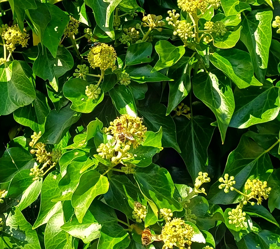 Ivy 'buffet' | habbie | Blipfoto