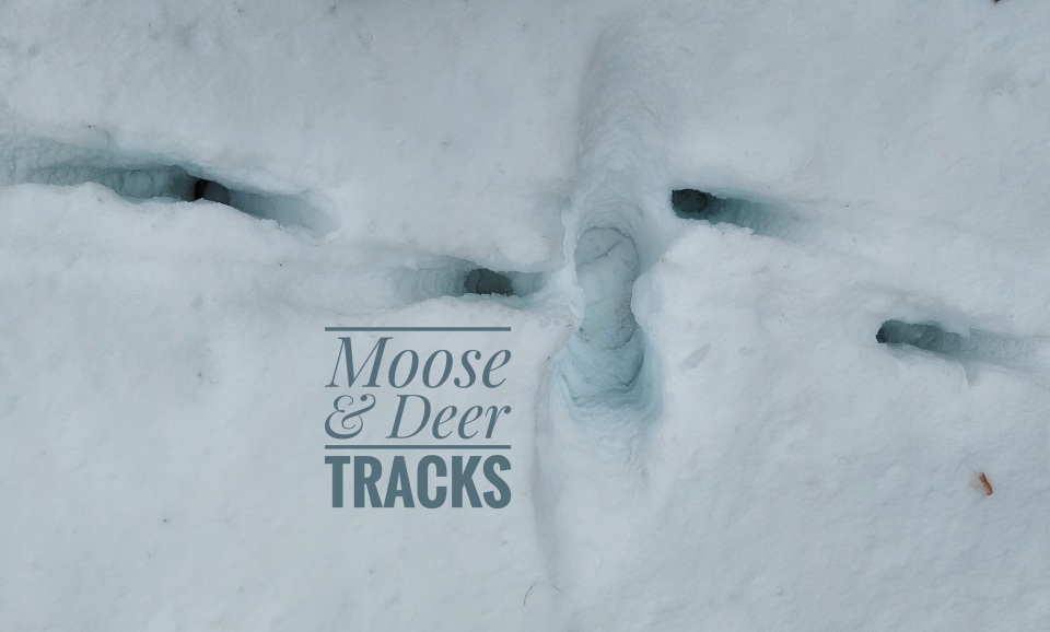 Intersection of Moose and Deer | StoneKeep | Blipfoto