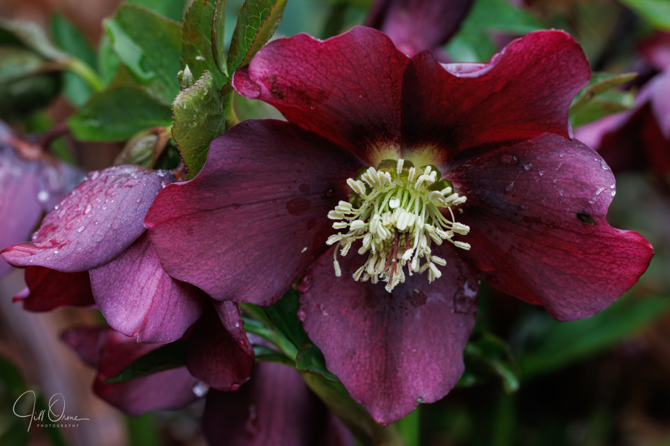 Toxic | JDO | Blipfoto