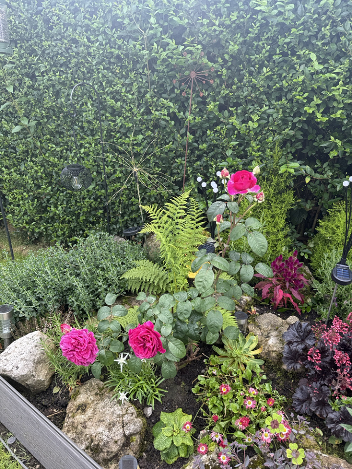 A rose by any other name | GinaG73 | Blipfoto