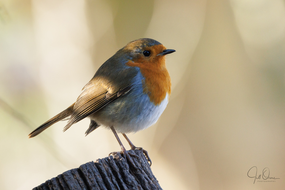 Posture | JDO | Blipfoto