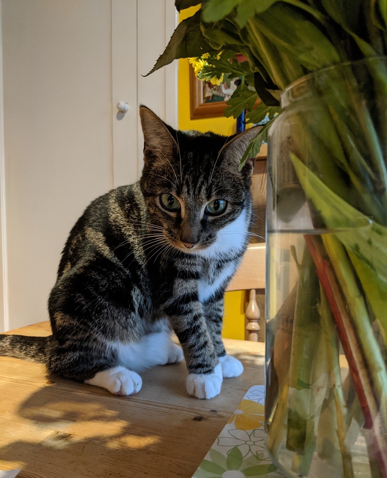 Bored kitty!! | Blulash | Blipfoto