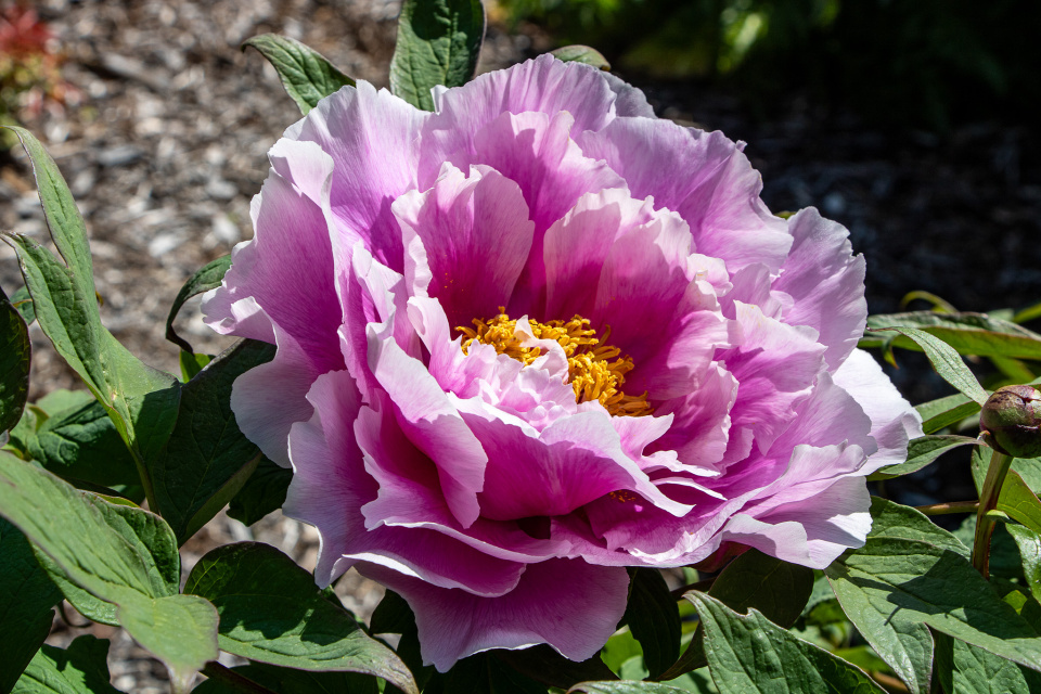 Tree peony | KathyH58 | Blipfoto