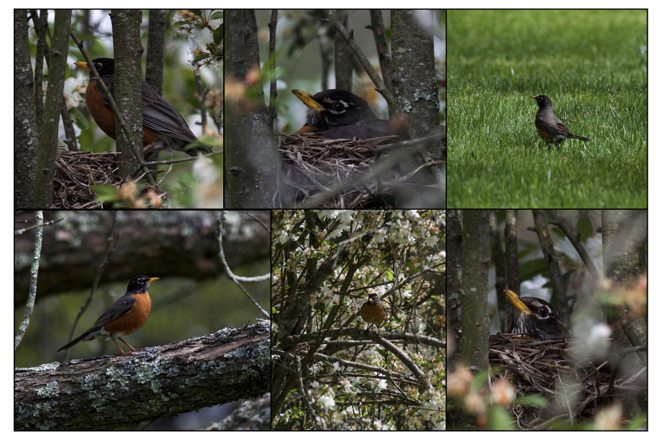 The American Robin couple | justbe | Blipfoto