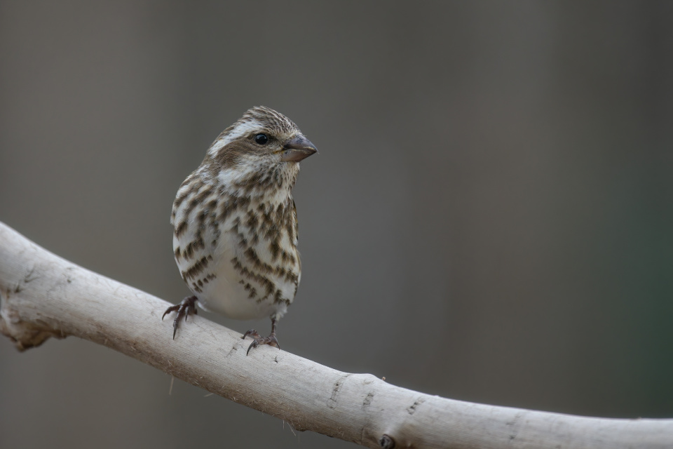 First of the Year | dbifulco | Blipfoto