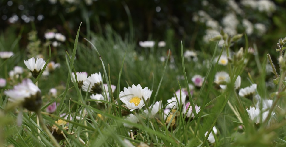 Let the daisies grow | pixelpixie | Blipfoto