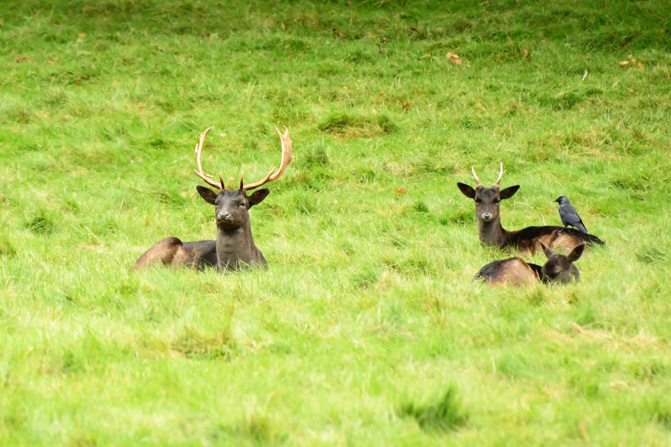 Black Fallow deer | SueT123 | Blipfoto