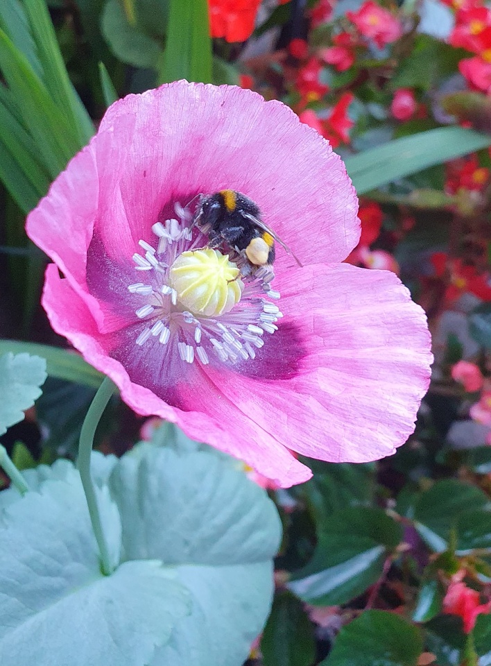 Bumble Poppy | vince193 | Blipfoto