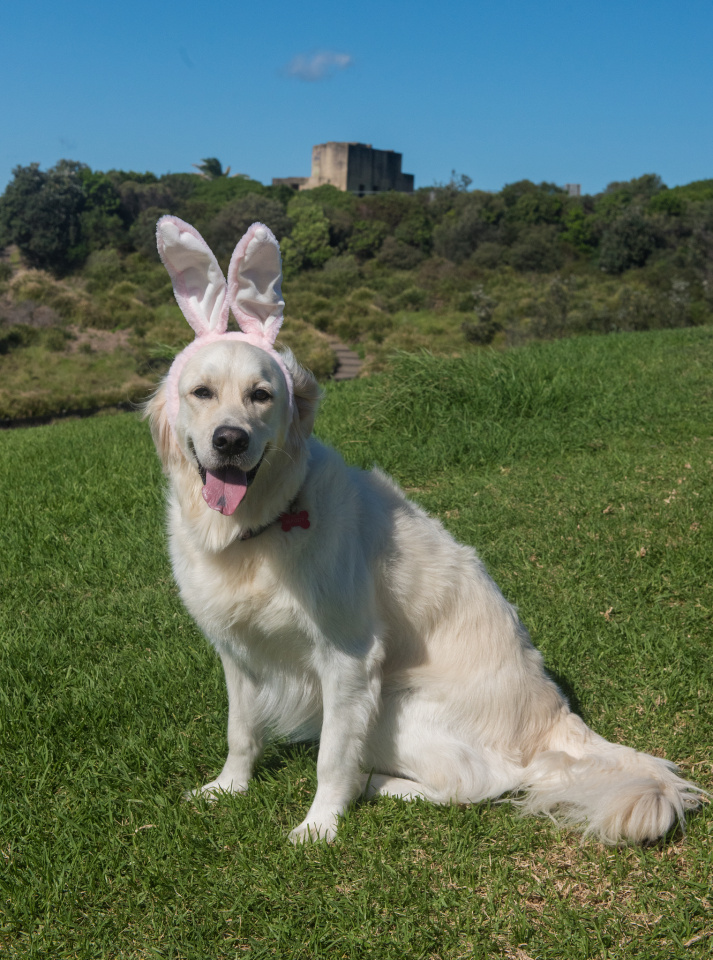 The Easter Bunny | jensphotos | Blipfoto