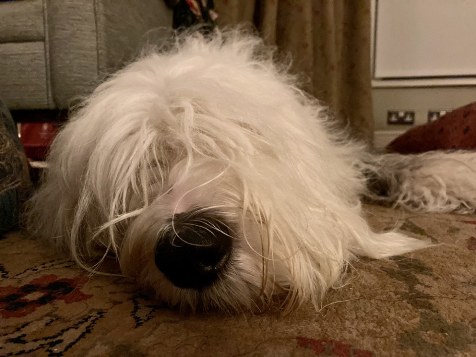 Flat dog! | RMH | Blipfoto