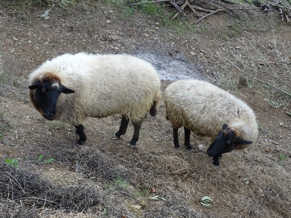 Happy birthday two ewes! | Tivoli | Blipfoto