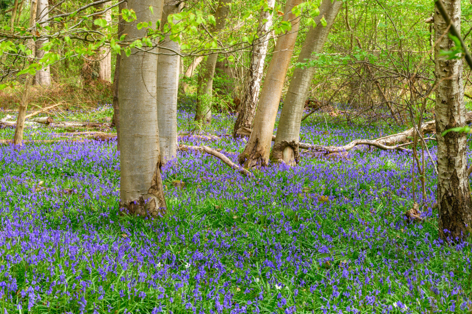 Good Friday and a visit to the bluebells | NickyR | Blipfoto