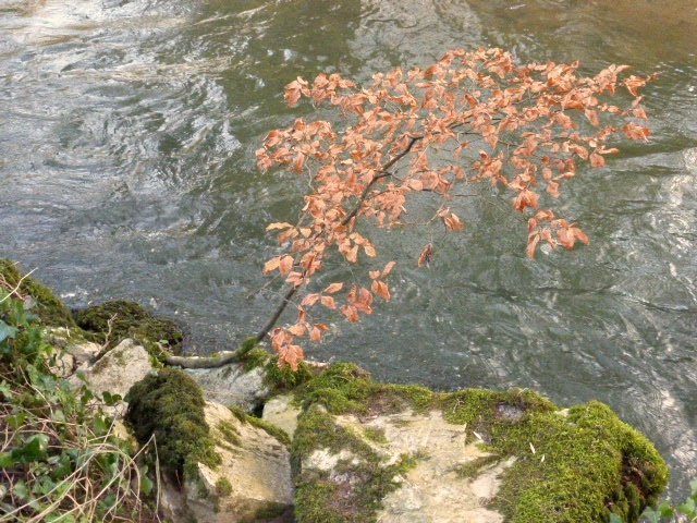 Beech by the River | Vectensian | Blipfoto
