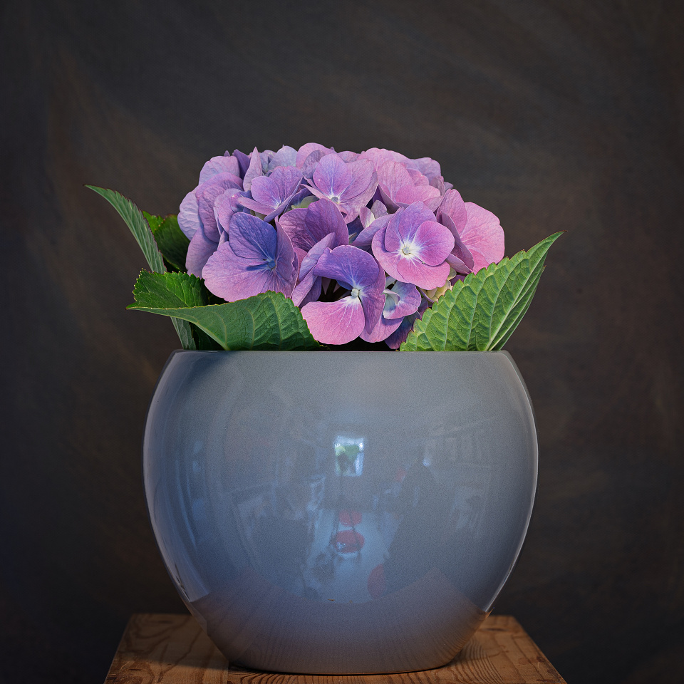 Flower Friday: Hydrangea | GoranZebuhr | Blipfoto