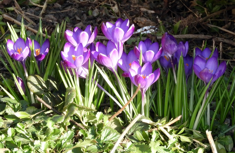 Beautiful purpleness! | Tigger101 | Blipfoto