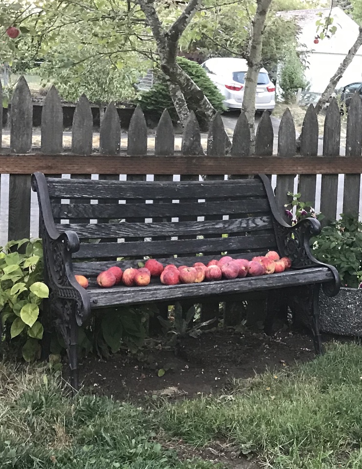 Apples on Bench | ExtraDays | Blipfoto