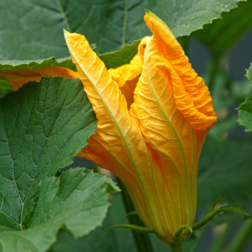 Zucchini flower | FotoPlay | Blipfoto