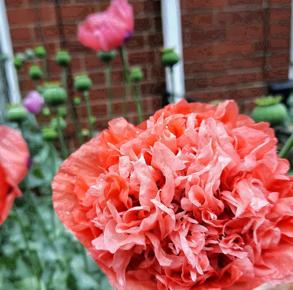 FlowerFriday....Poppy | evolybab | Blipfoto