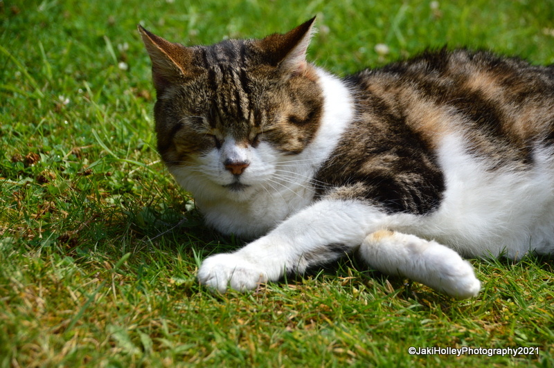 Daft Cat | ThingsBeautiful | Blipfoto