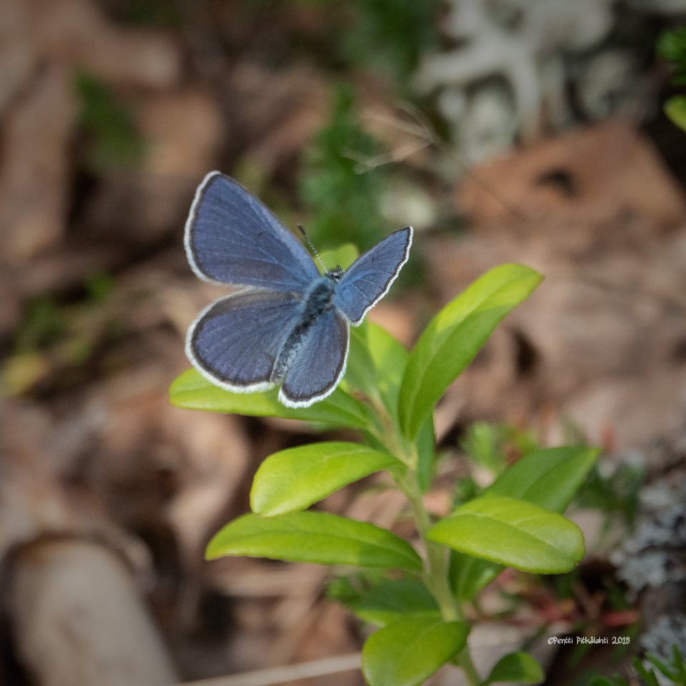 Blue-winged butterfly | pitkis | Blipfoto