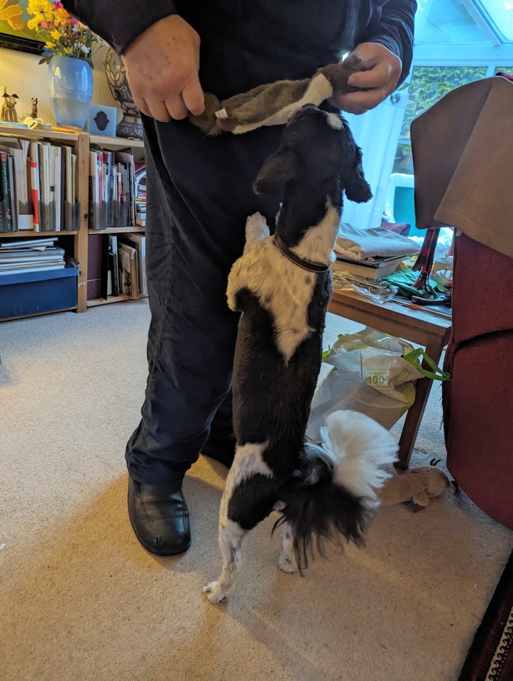 Basil gets his Christmas present | suehutton | Blipfoto