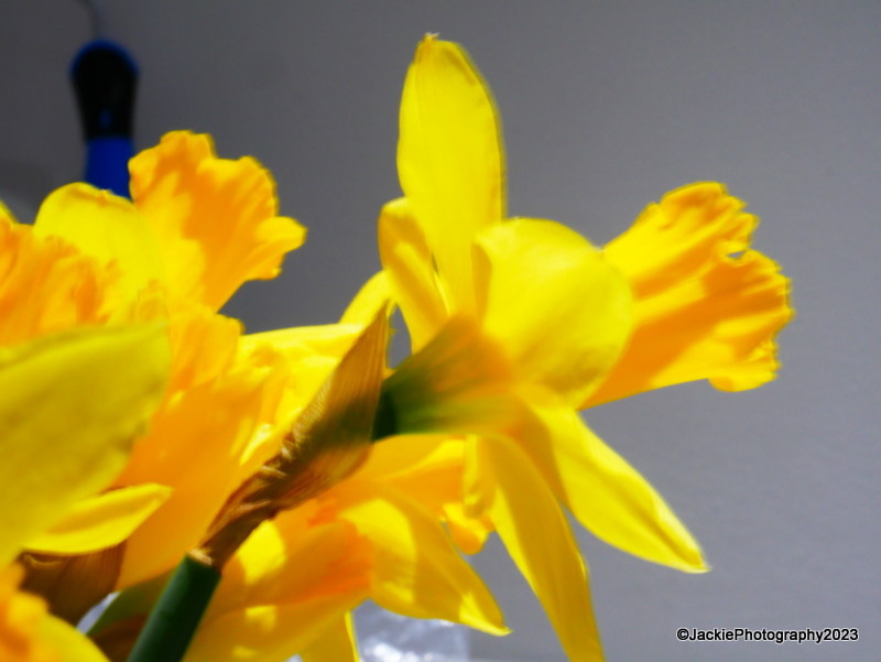 Daffs | ThingsBeautiful | Blipfoto
