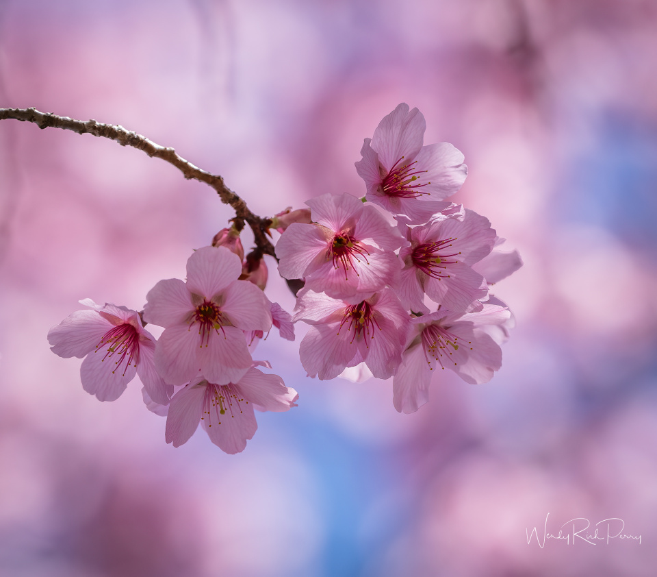 Cherry Blossoms | wrperry | Blipfoto