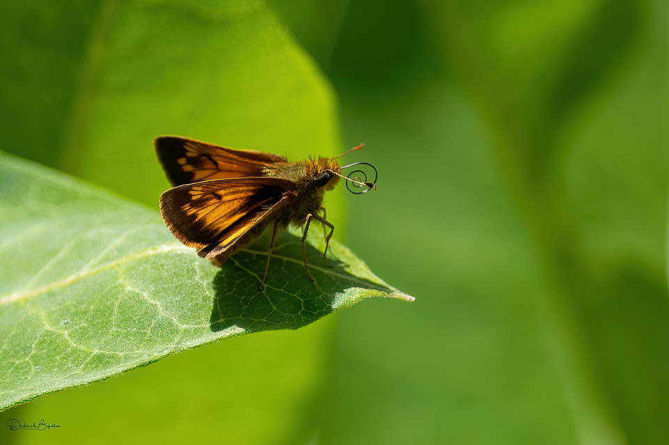 Hobomok Skipper | dbifulco | Blipfoto