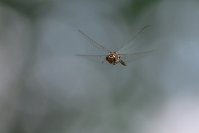 Flying Baskettail | dbifulco | Blipfoto
