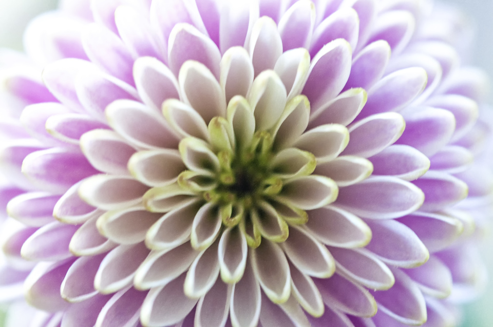 Rhythm in a flower | Ingeborg | Blipfoto