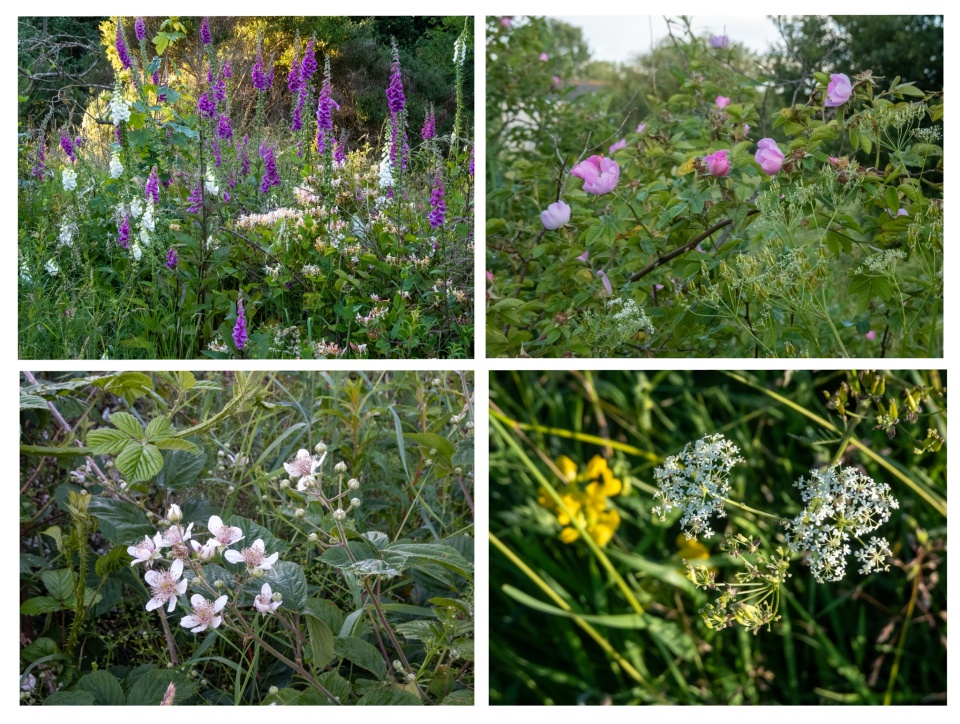 Flowers on the moor | DarkEyedMary | Blipfoto