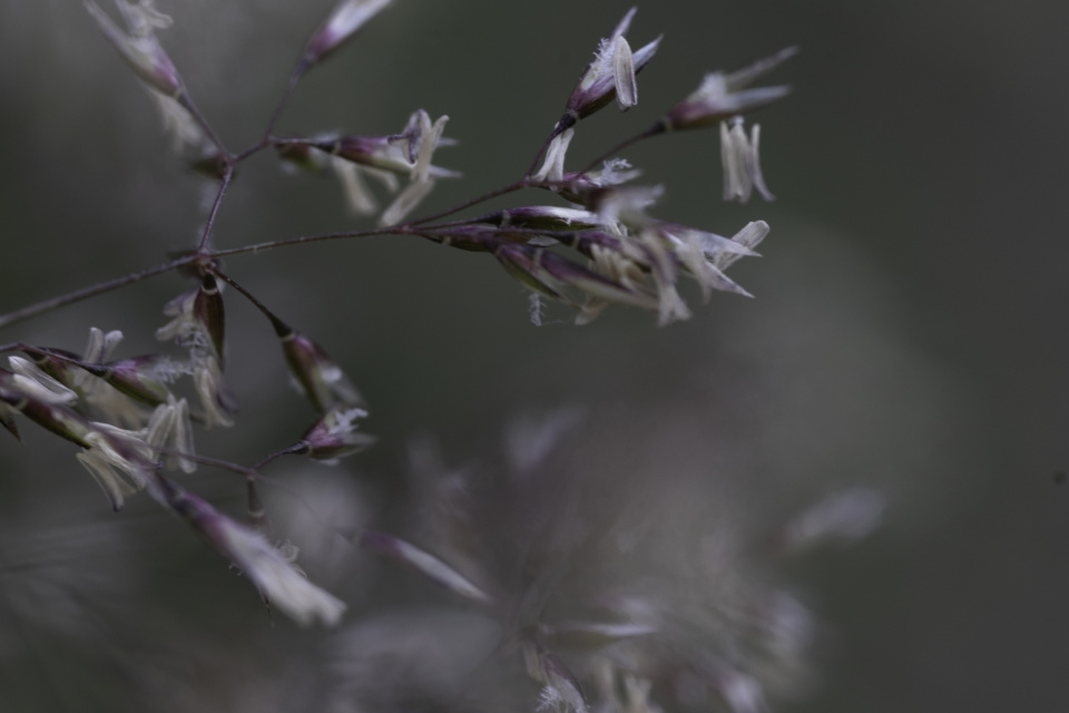 Grass | c1aire | Blipfoto